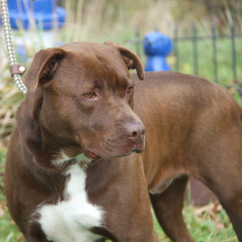 Adopt-a-pet: Sheldon | News, Sports, Jobs - Marietta Times